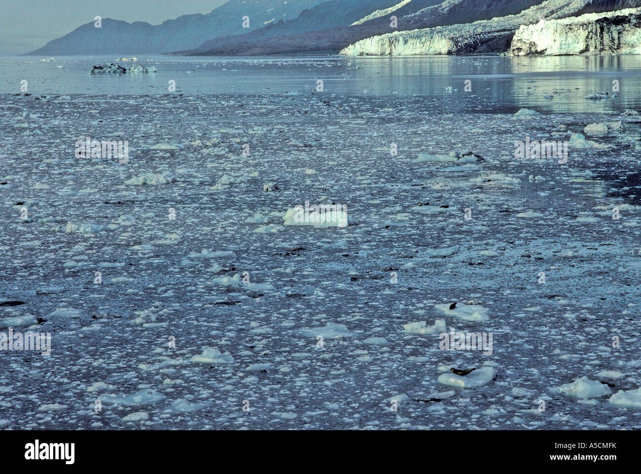 Seals on Floating Ice, the Inner Passage, Alaska Stock Photo - Alamy