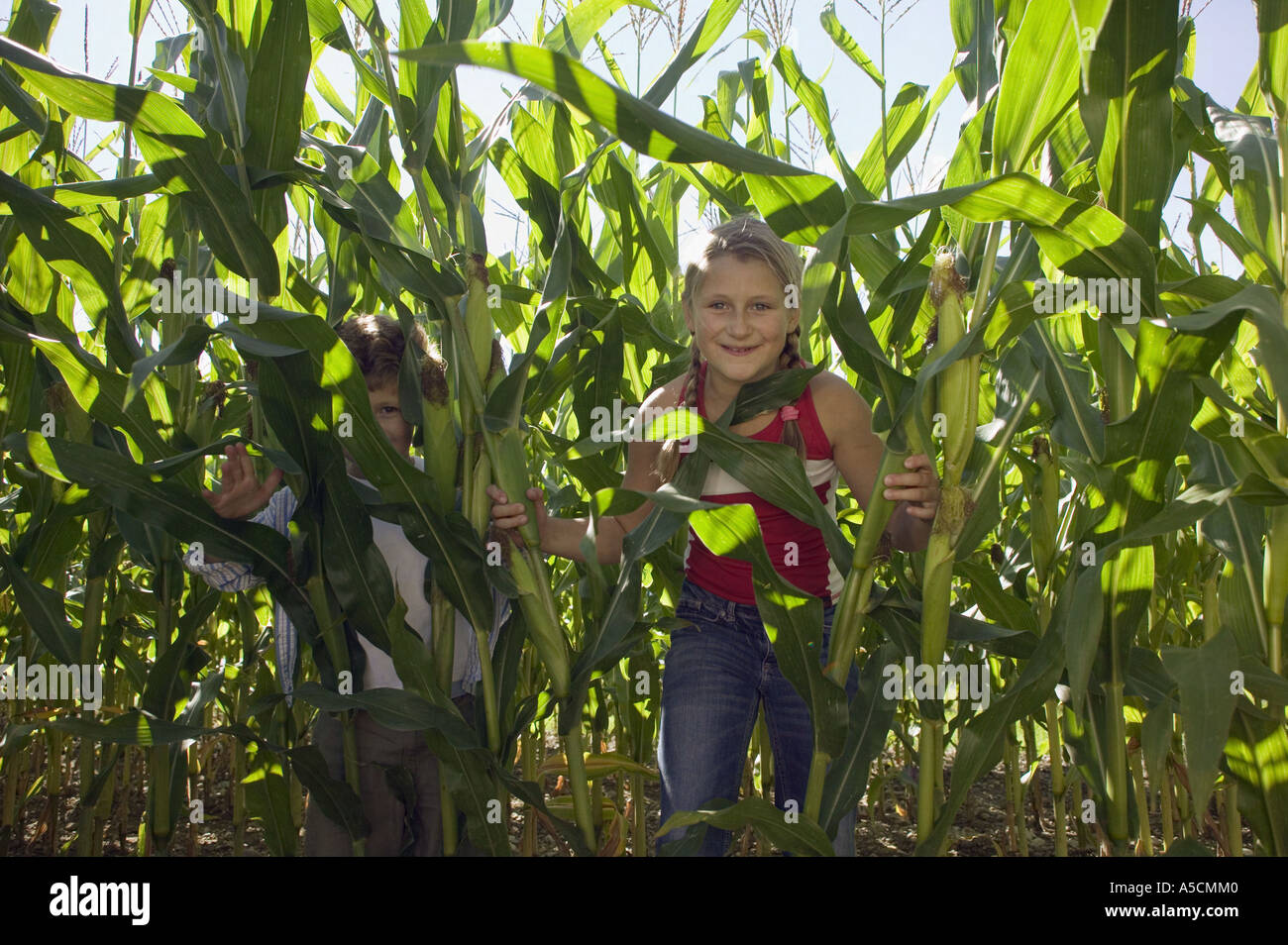 Boy and girl playing in maize field Stock Photo - Alamy