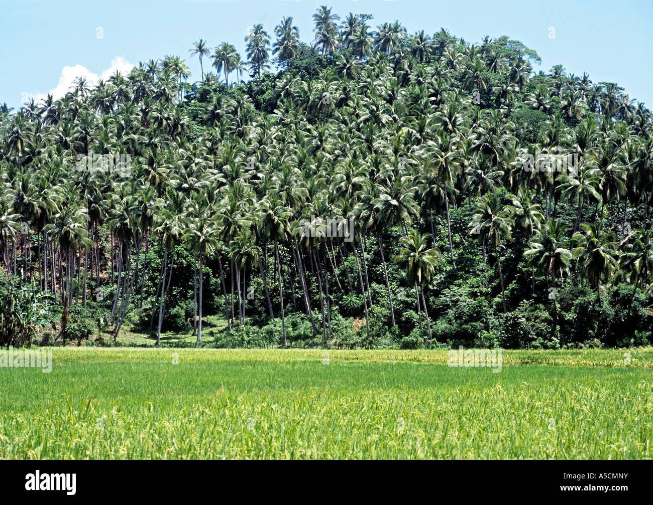 Trees beyond Rice Fields, Quezon Province, Philippines Stock Photo - Alamy