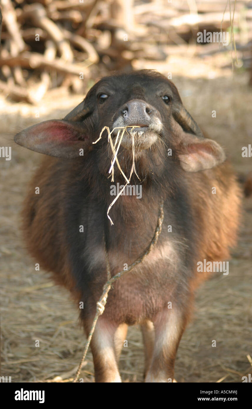 cattle hewing the cud in rural Orissa Stock Photo - Alamy