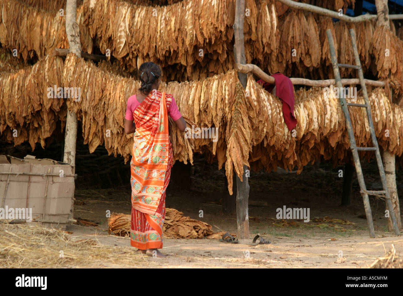 Desia Kondh tribal preparing tobacco leaves for drying in Bhatpur ...