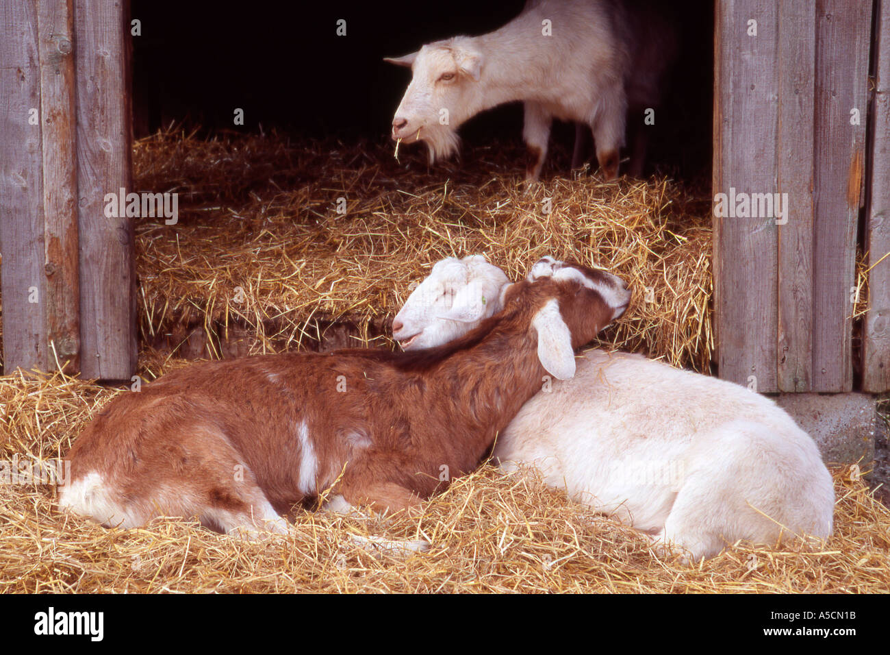 Two goats resting hi-res stock photography and images - Alamy