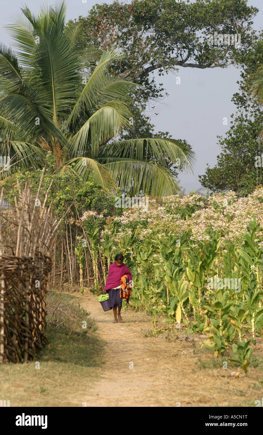 Desia Kondh tribal woman among tobacco crop in Bhatpur village Orissa ...
