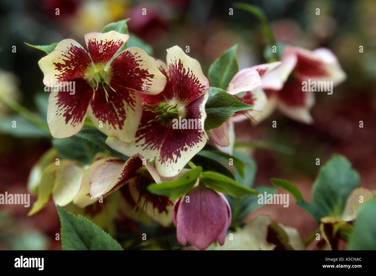 Variety of hellebore hi-res stock photography and images - Alamy