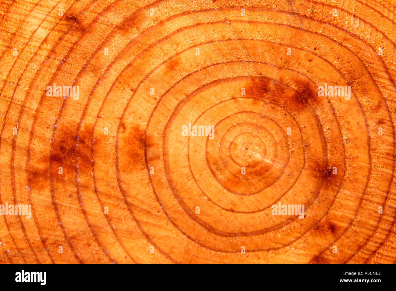 Sawn timber annular rings hi-res stock photography and images - Alamy