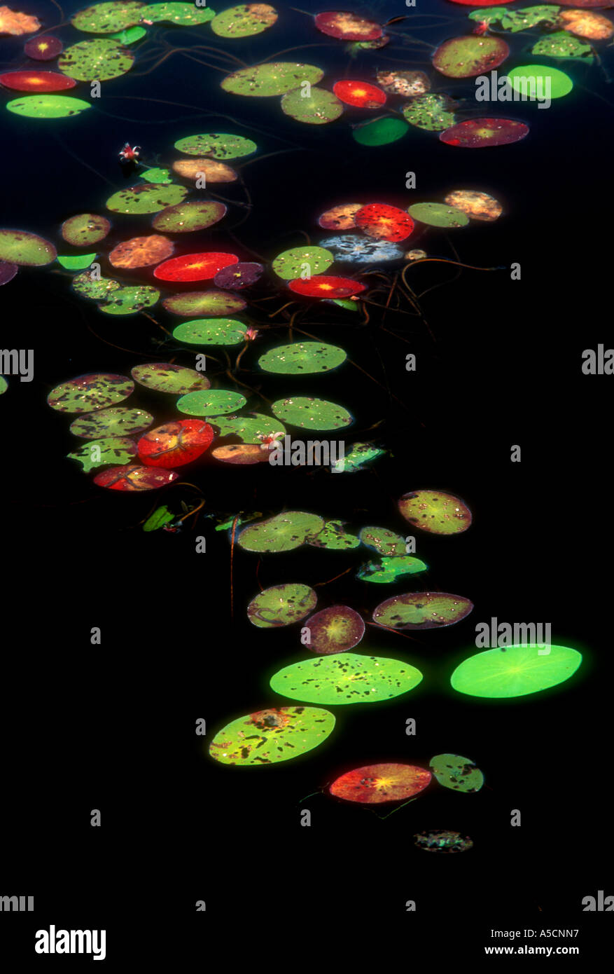 Water shield (Brasenia schreberi) Colony in Lighthouse pond in late ...