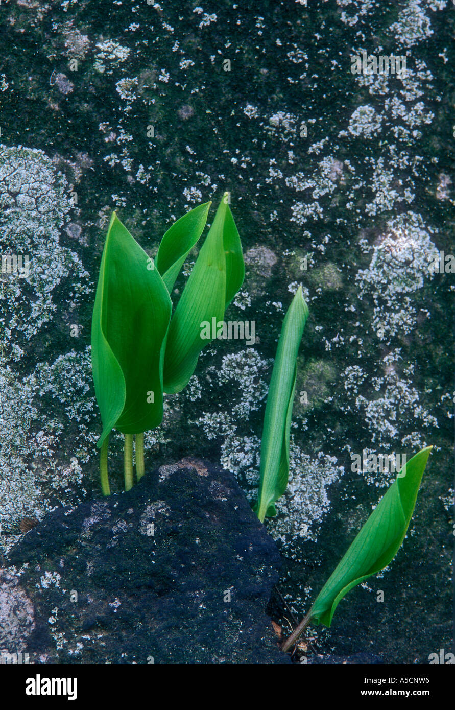 Canada mayflower (Maianthemum canadense) leaves emerging in spring from ...