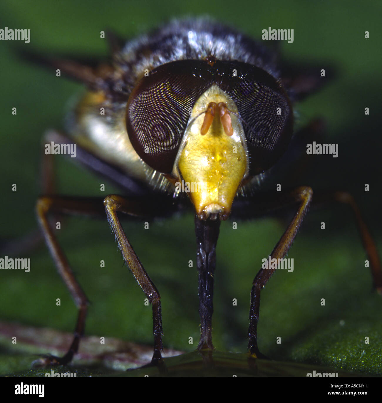 Transparent wings hoverfly hi-res stock photography and images - Alamy