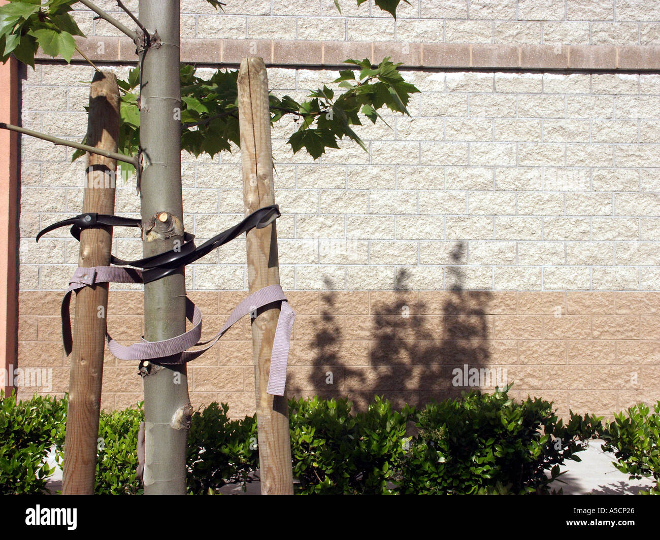 Tree support hi-res stock photography and images - Alamy