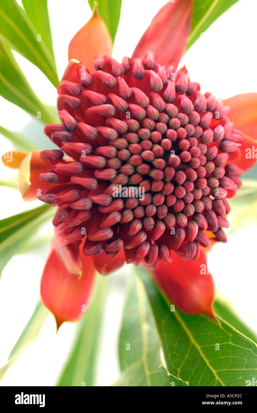 Flamboyant flower display hi-res stock photography and images - Alamy