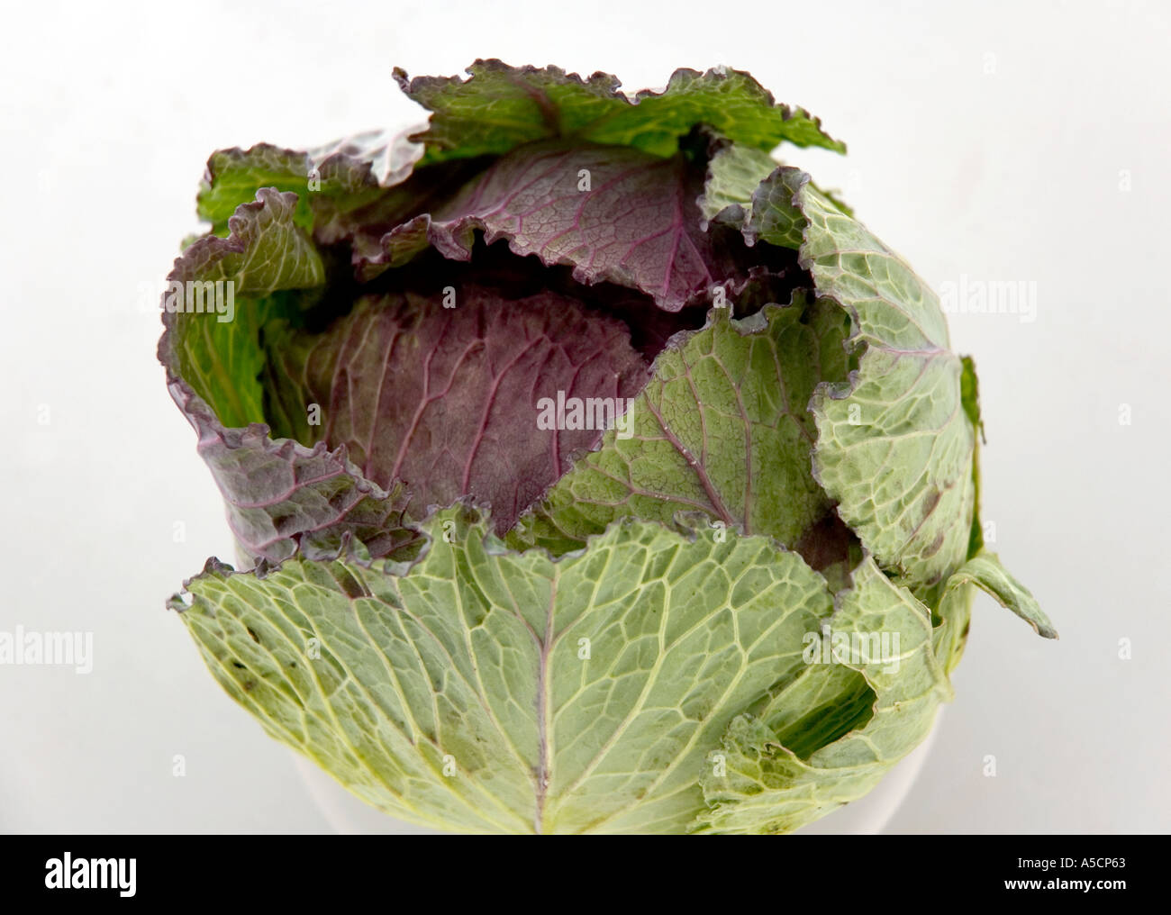 Organic cabbage head Stock Photo - Alamy
