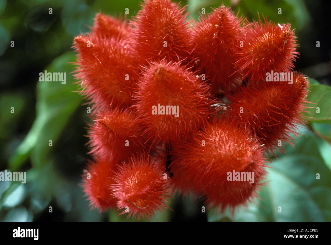 Annatto brazil hi-res stock photography and images - Alamy