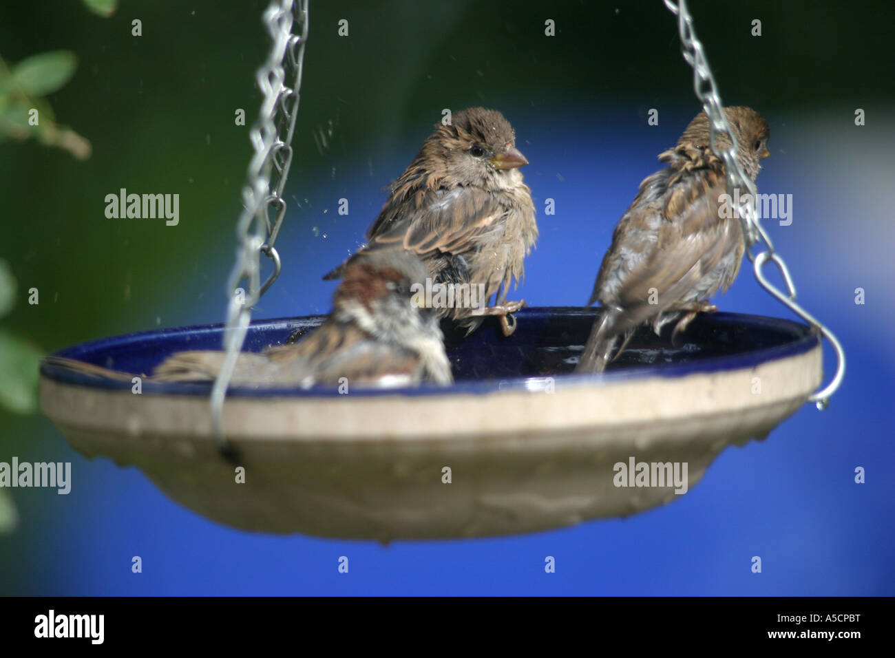 Housesparrows Passer domesticus bathing in a garden water bath Stock ...