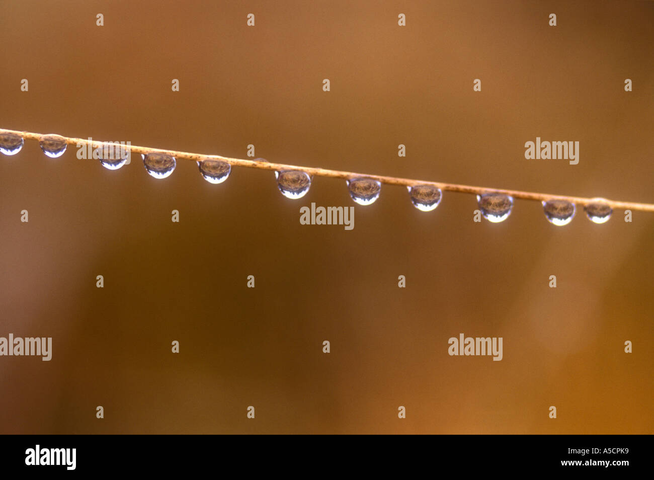 Row of raindrops on stalks of yellow hair grass, Greater Sudbury ...