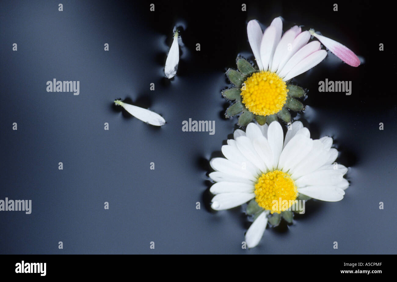 Floating daisies hi-res stock photography and images - Alamy