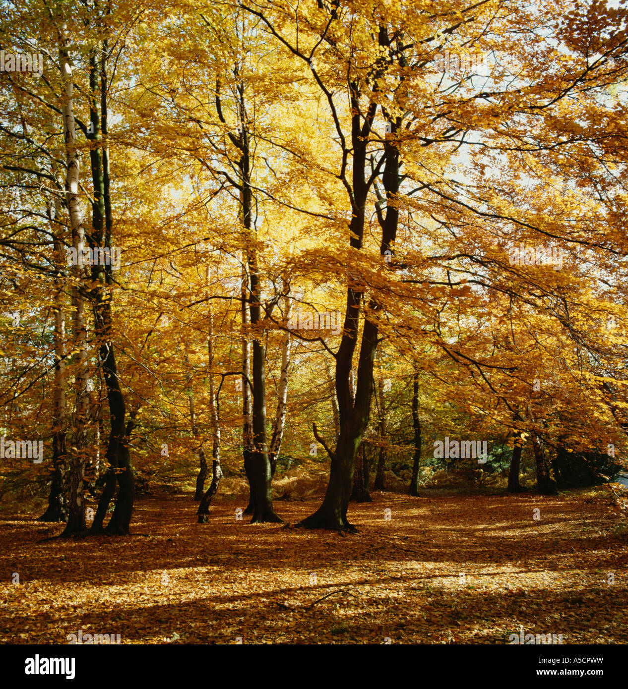 Autumn woodland epping forest england hi-res stock photography and ...