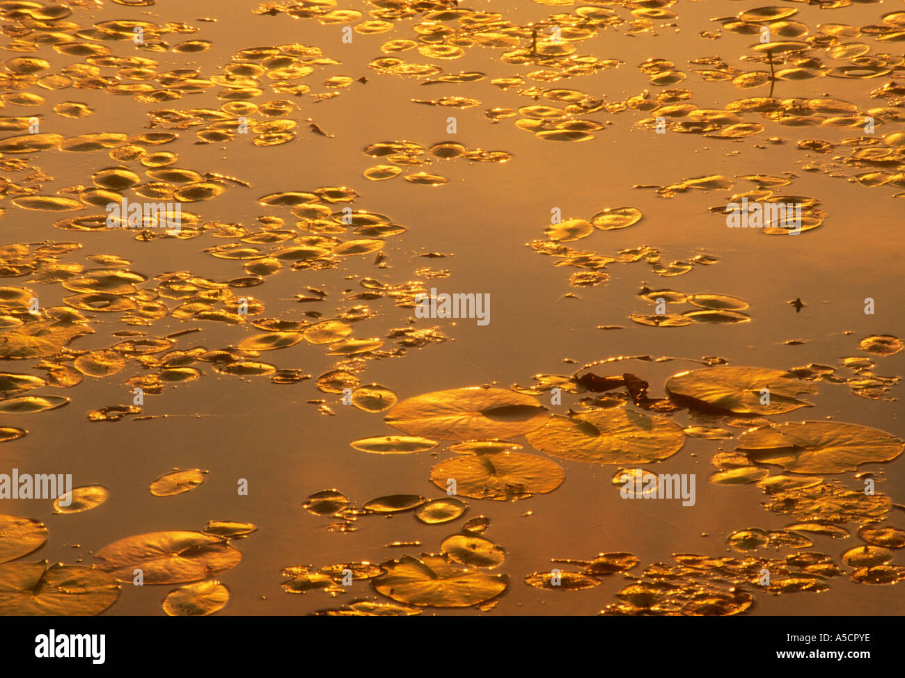 Morning light glinting off water shield hi-res stock photography and ...
