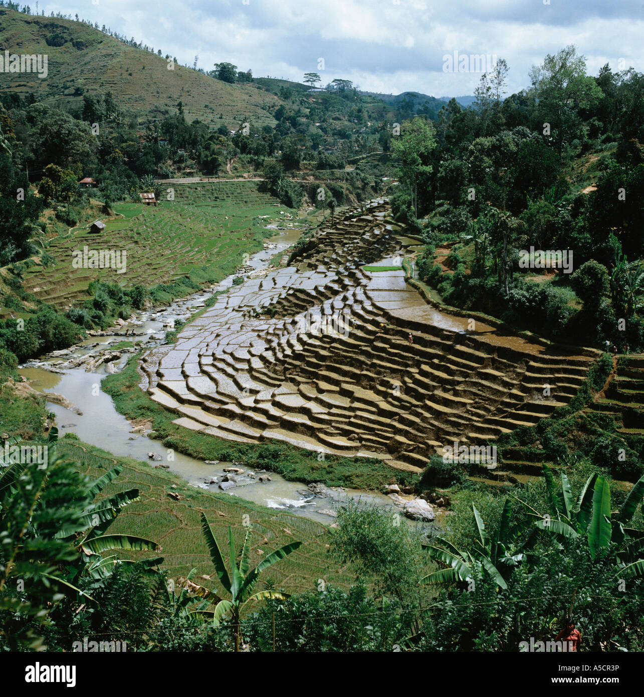 Rice terraces sri lanka hi-res stock photography and images - Alamy