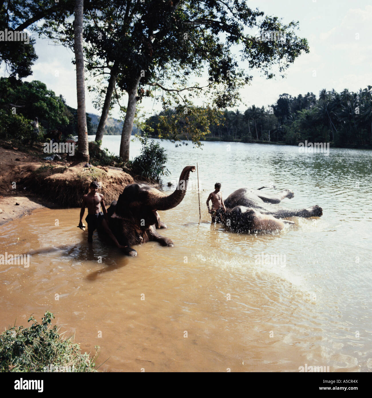 Kandy elephants elephant ceylon sri lanka hi-res stock photography and ...