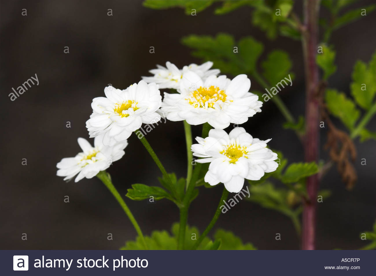 Pyrethrum Parthenium High Resolution Stock Photography and Images - Alamy