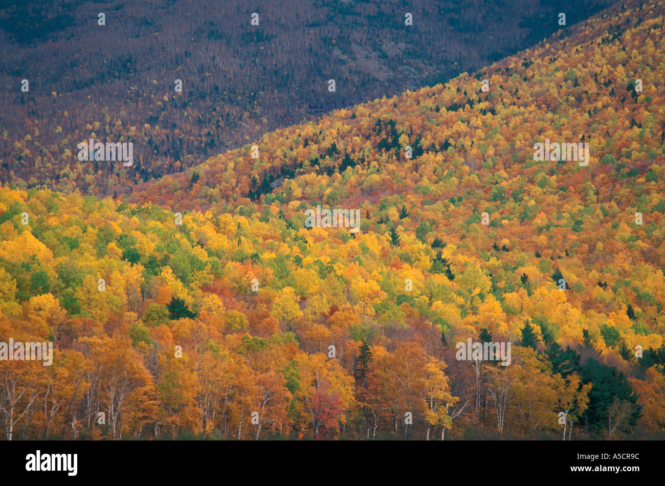 Fall foliage in Appalachian mountains Stock Photo - Alamy
