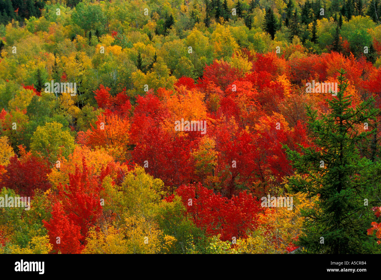 High density forests hi-res stock photography and images - Alamy