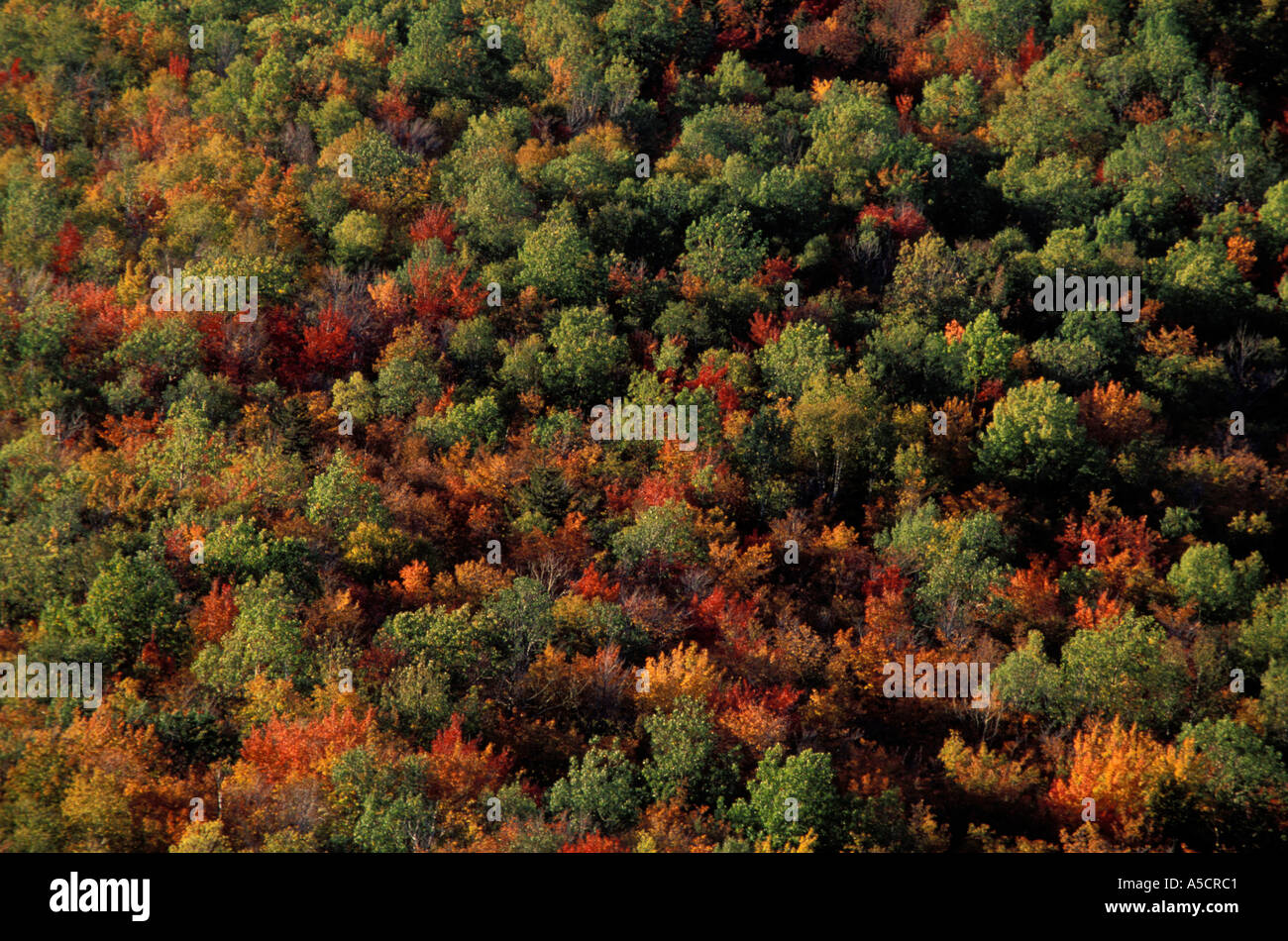 Baxter State Park ME Trees in fall on North Traveller Mountain Stock ...