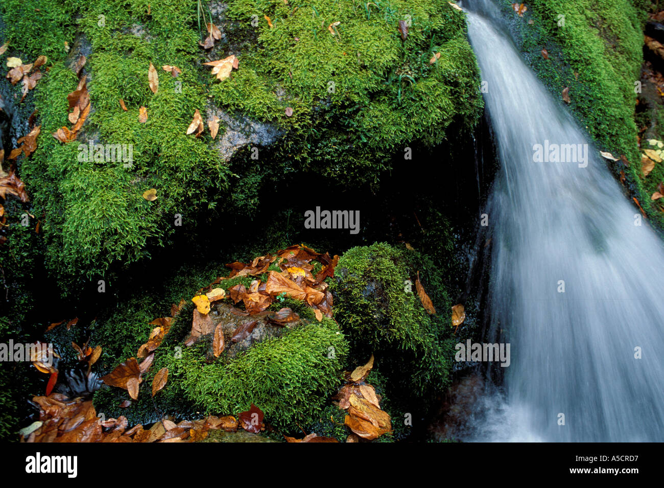 Greene moss hi-res stock photography and images - Alamy
