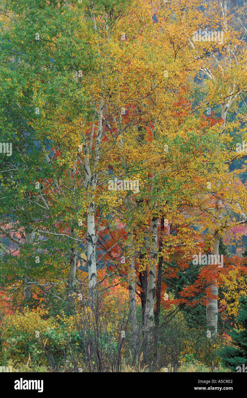 Russell Pond Trail Baxter S P ME Foliage Trees The colors of fall ...