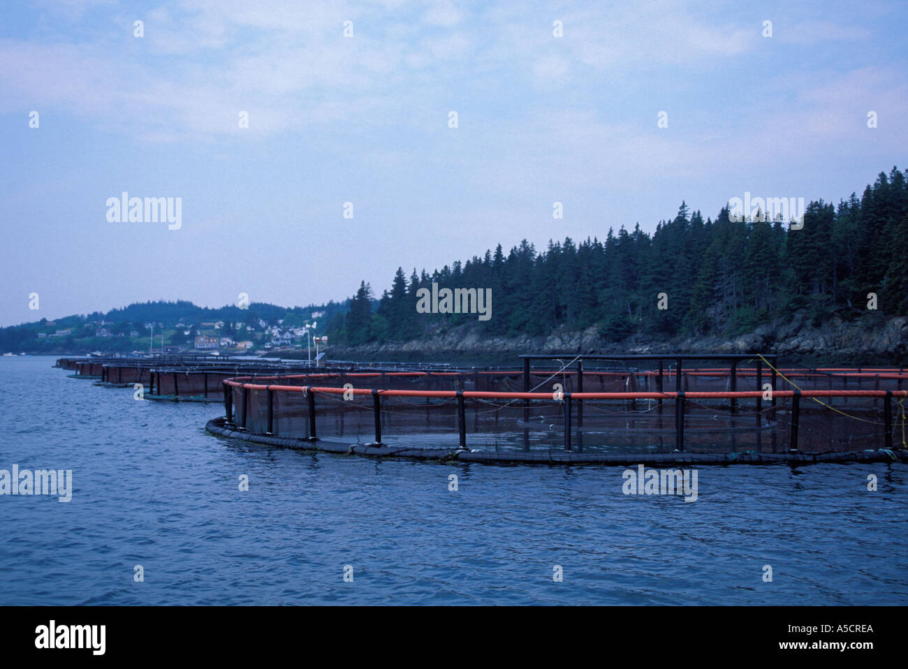 Cutler ME Atlantic Salmon farming Salmon pens Stock Photo - Alamy