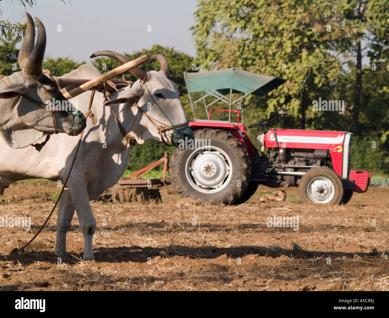 Indian farm animals hi-res stock photography and images - Alamy