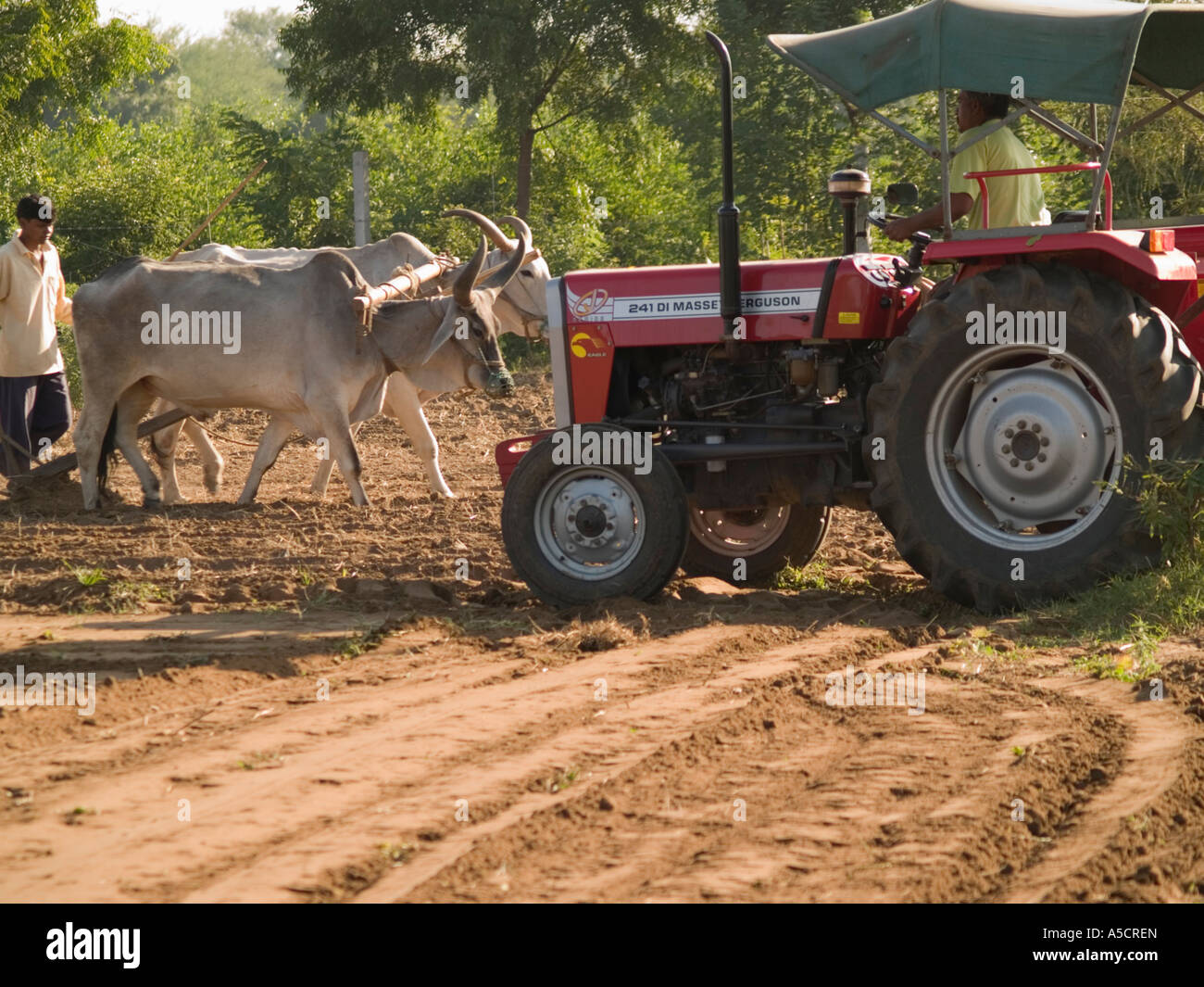 Indian farm animals hi-res stock photography and images - Alamy