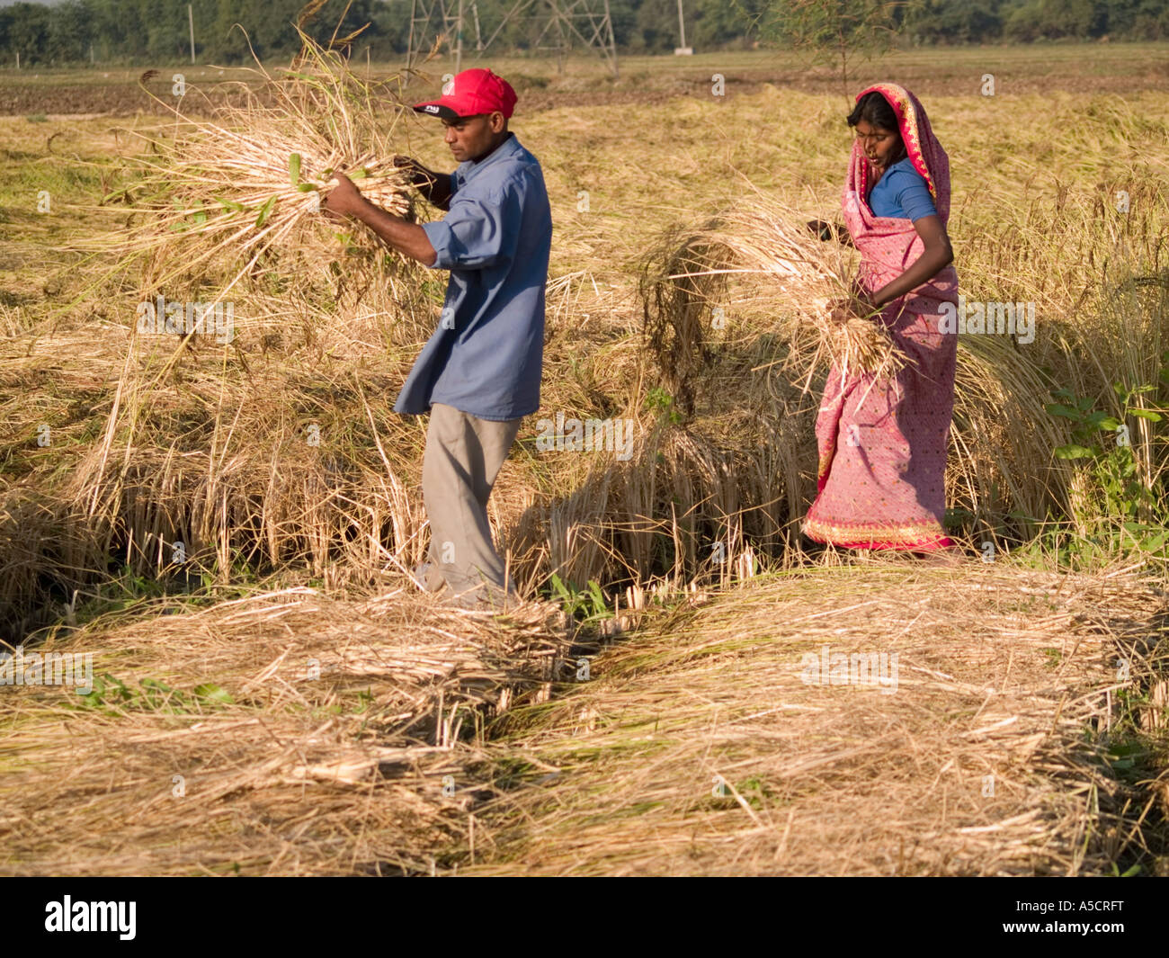 Farm workers in a field of rice husks Stock Photo - Alamy