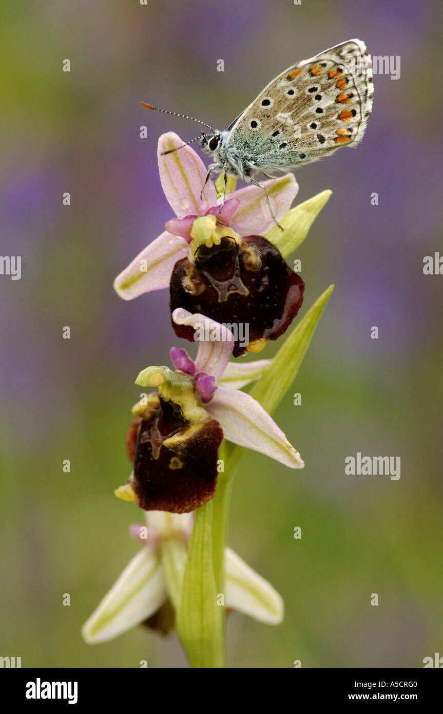 Butterfly, polymmatus icarus, sitting on bee orchis Stock Photo - Alamy