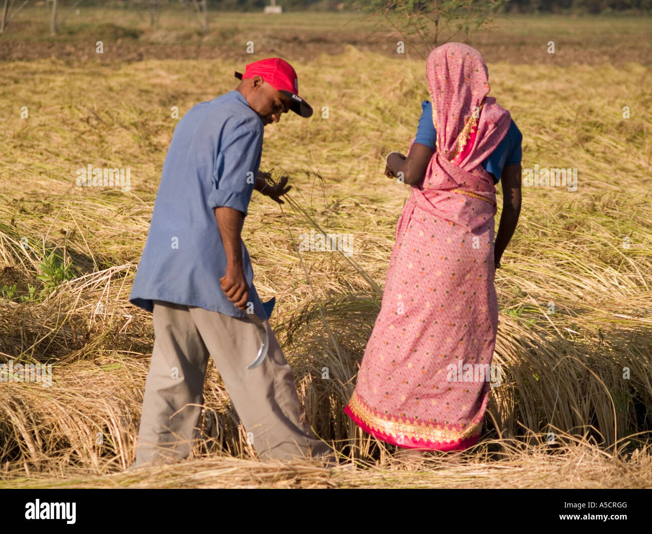 Rice husks hi-res stock photography and images - Alamy