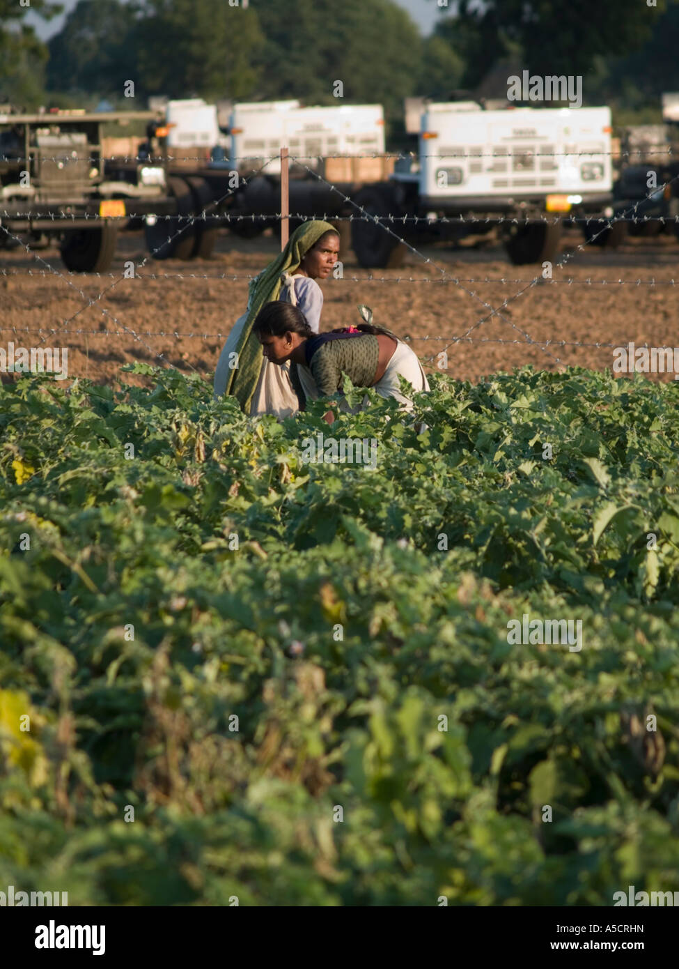 Farm workers contrast with truck chassis waiting to be finished in a ...