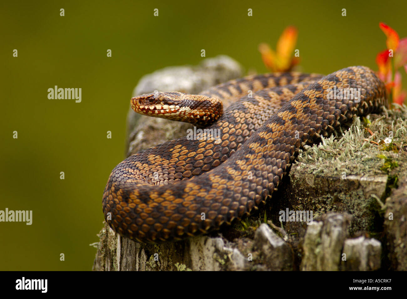 Adder, common viper, vipera berus Stock Photo - Alamy