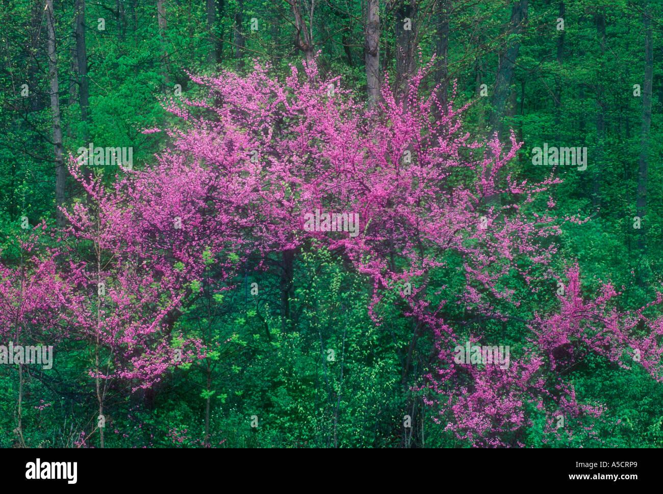 Redbud (Cercis canadensis) Southern Appalachian flowering tree and ...