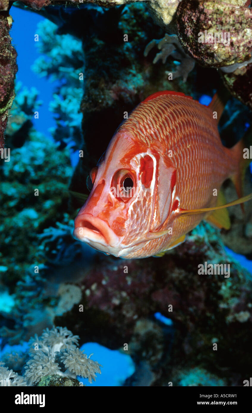 Giant squirrelfish hi-res stock photography and images - Alamy