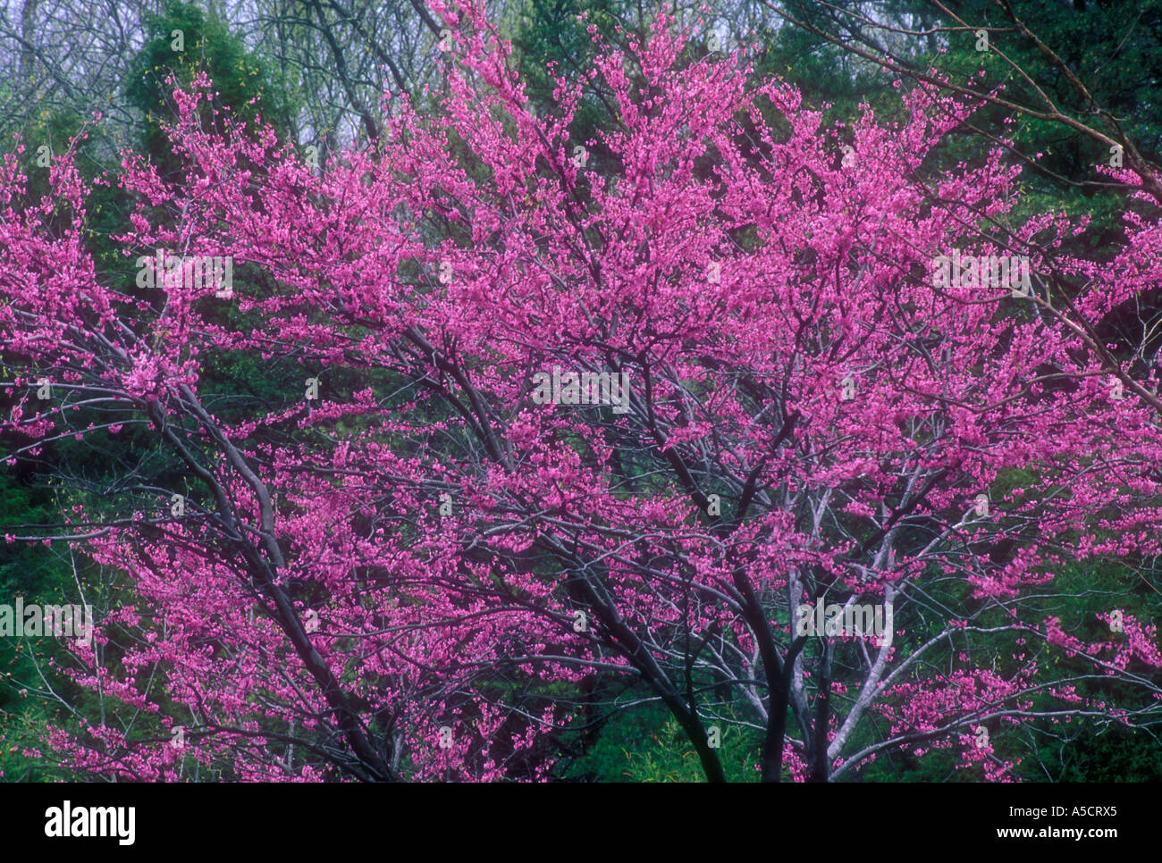 Redbud (Cercis canadensis) in spring, Combs Mountain Parkway, Kentucky ...