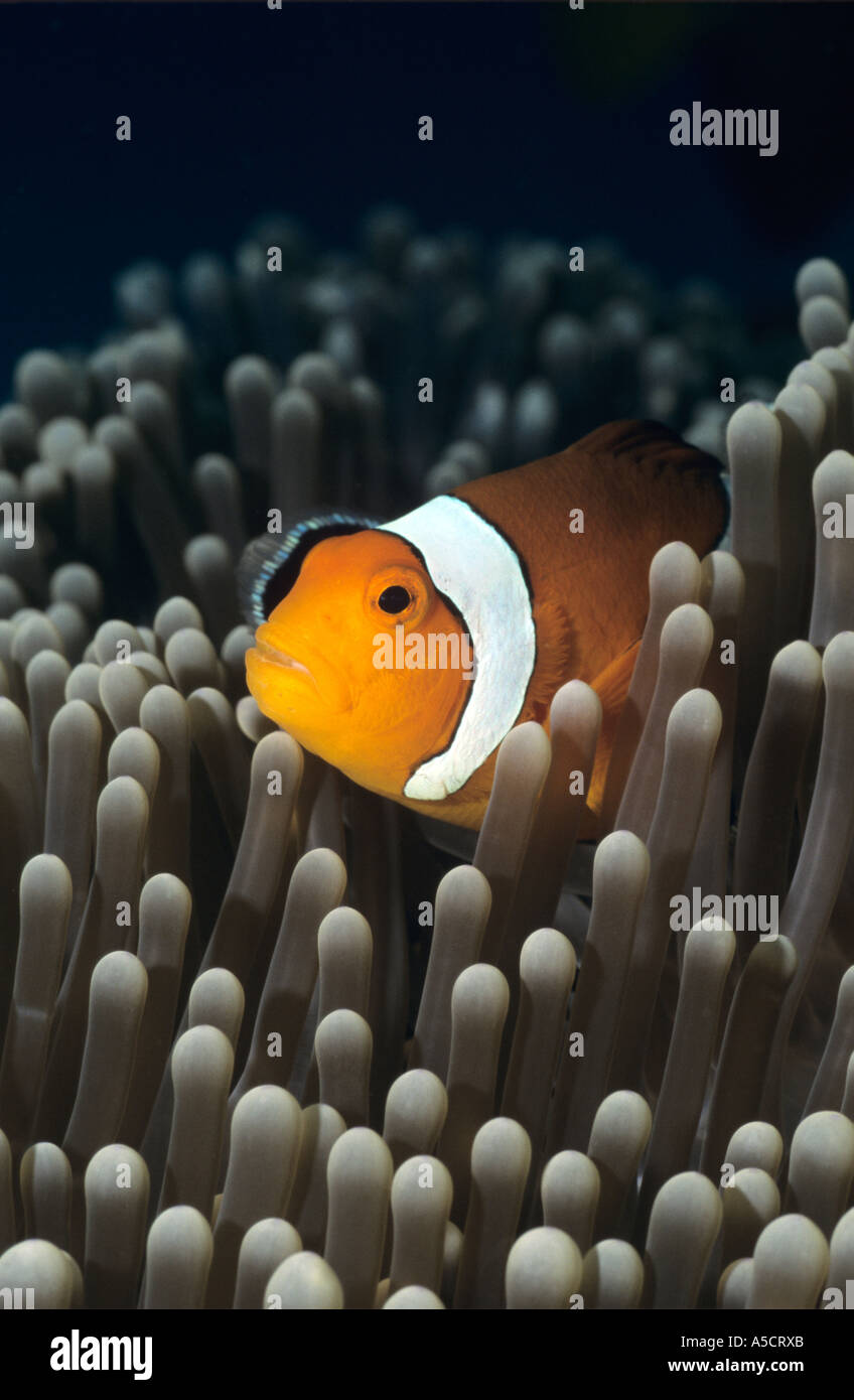 Western Clownfish, Amphiprion ocellaris Stock Photo - Alamy