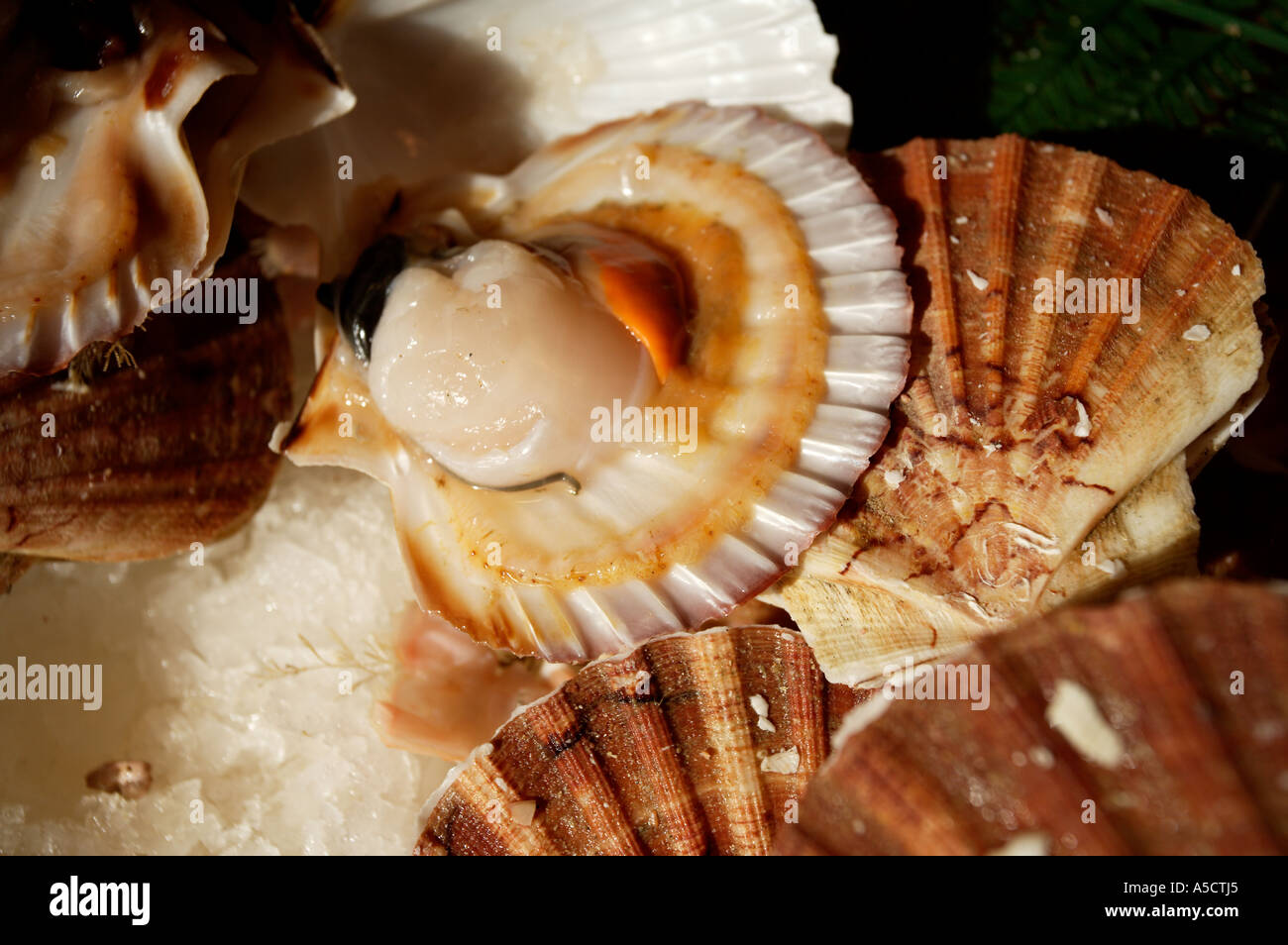 Scalops hi-res stock photography and images - Alamy