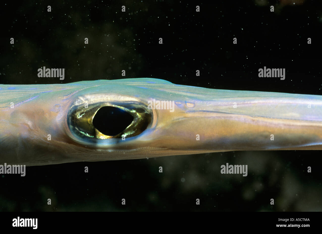 Blue cornetfish hi-res stock photography and images - Alamy