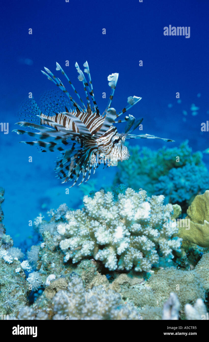 Common lionfish, Pterois volitans Stock Photo - Alamy