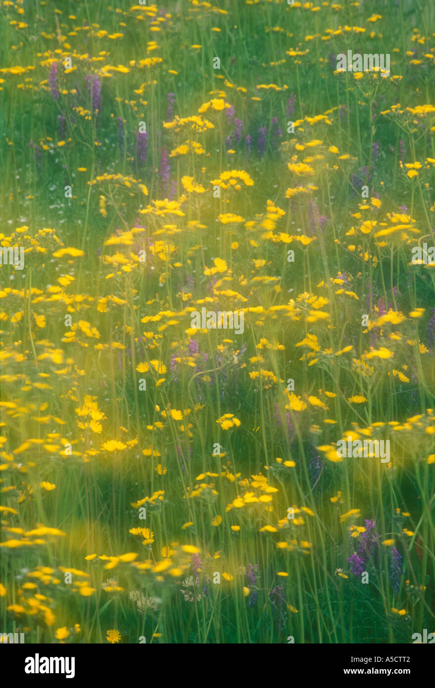 Vetch field double hi-res stock photography and images - Alamy