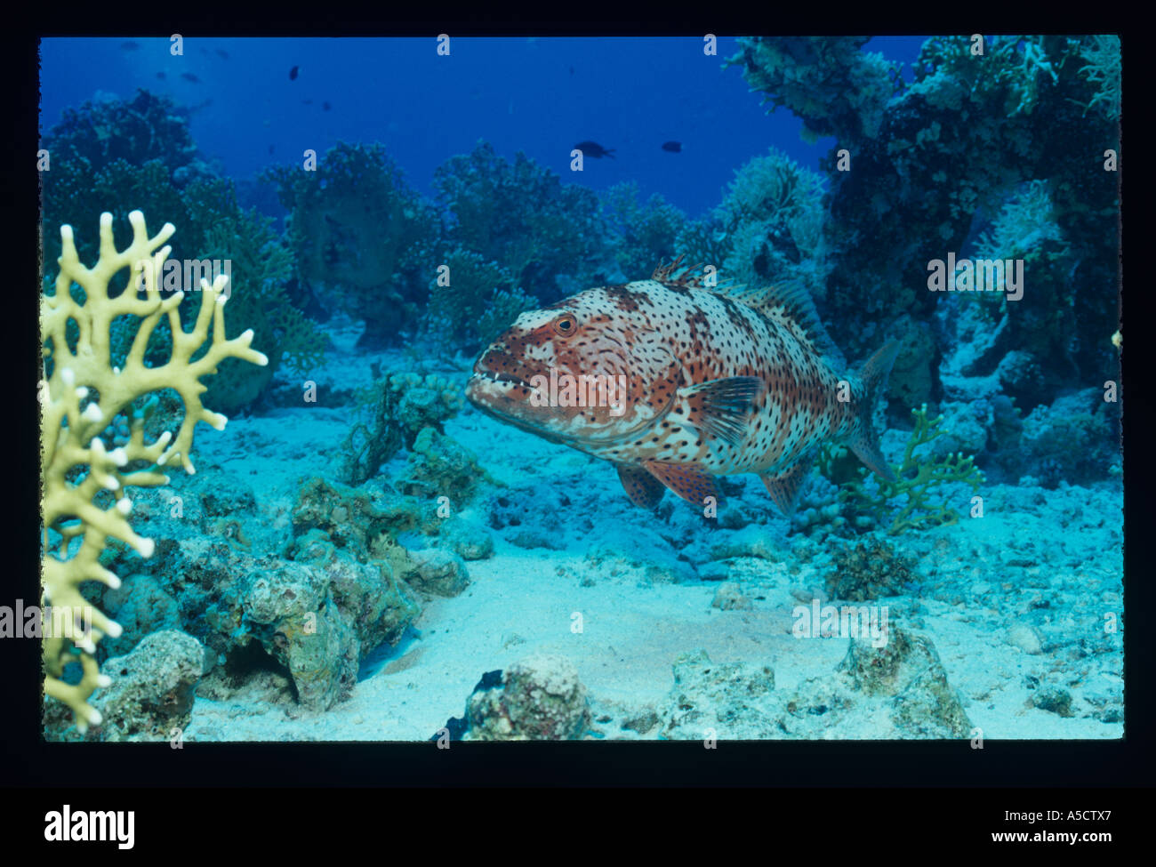 Bluebarred parrotfish, Scarus ghobban Stock Photo - Alamy
