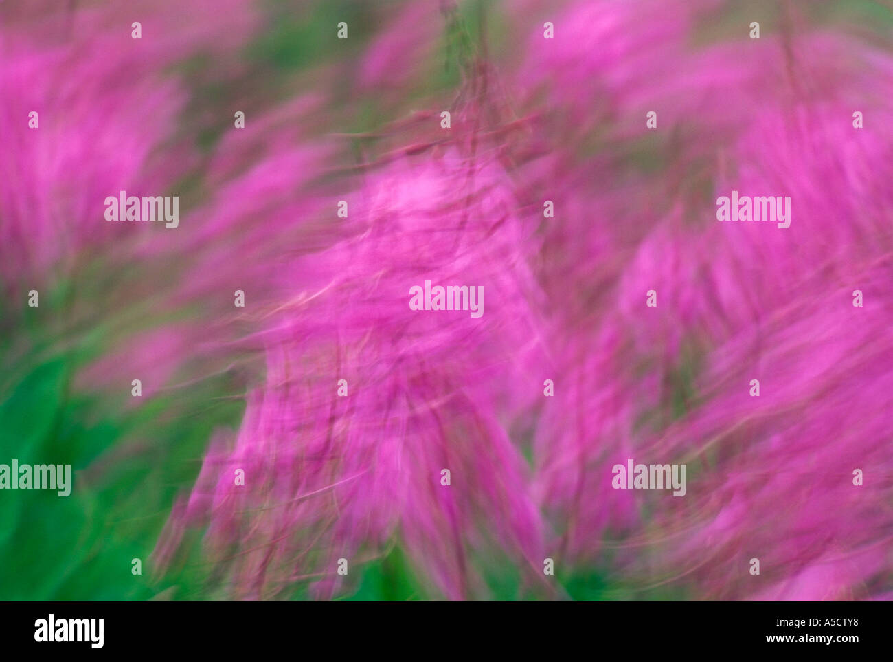 Windblown blooms hi-res stock photography and images - Alamy