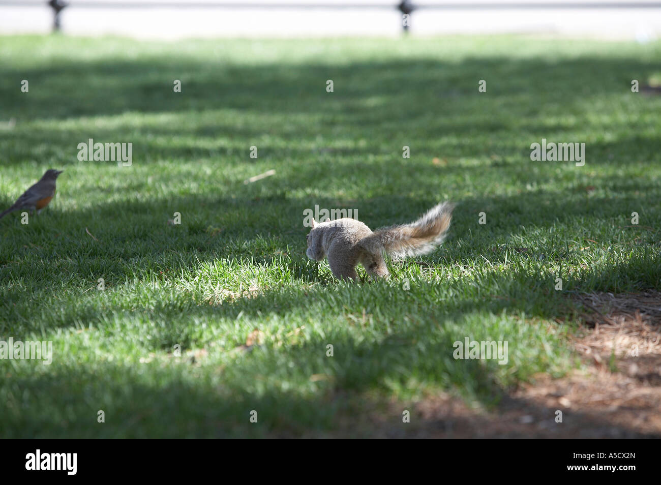 Running away squirrel Stock Photo - Alamy