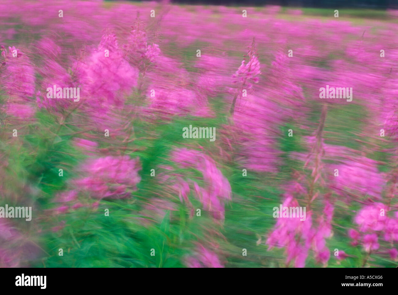 Windblown fireweed flowers- Double exposure . Greater Sudbury, Ontario ...