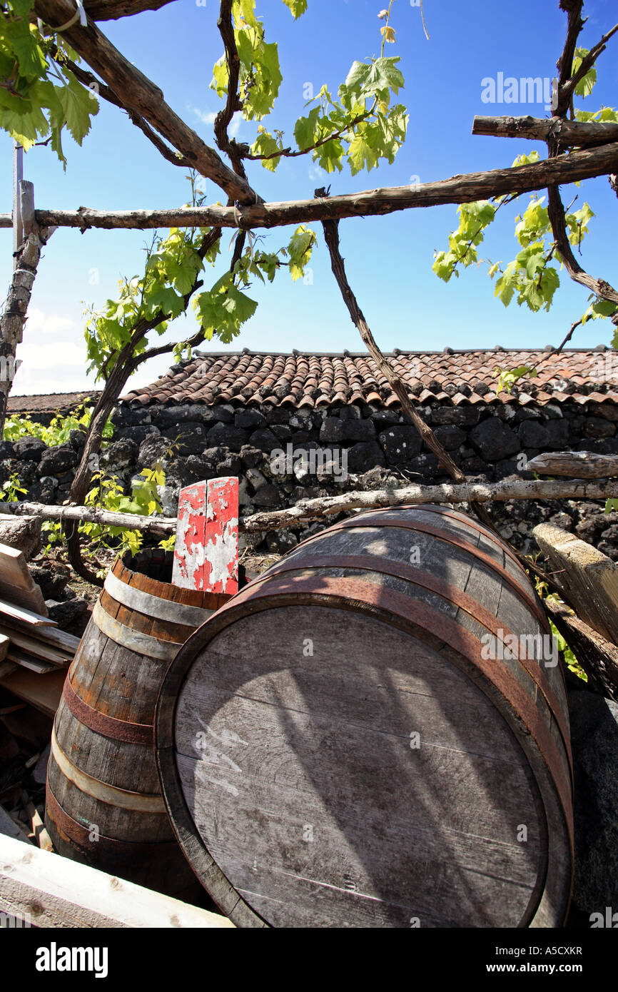 Vines barrel hi-res stock photography and images - Alamy